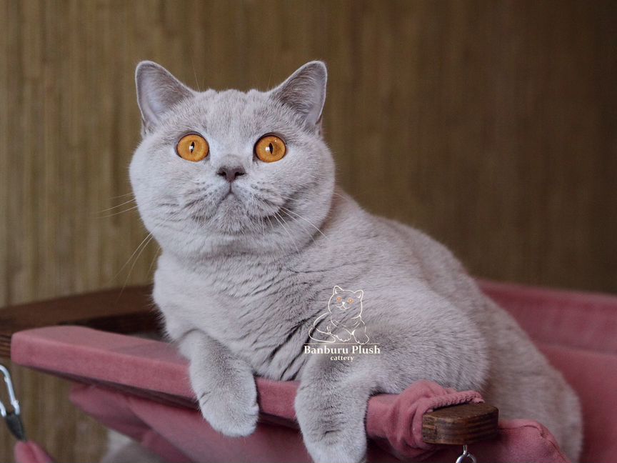 Лиловая британская кошка