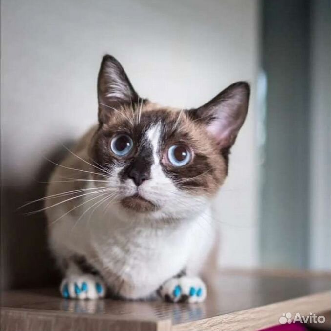 Манчкин кошка лапушка