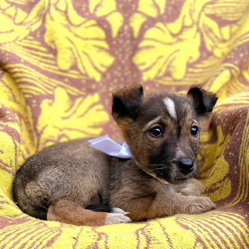 Разноцветная Бабочка ждет своего человека