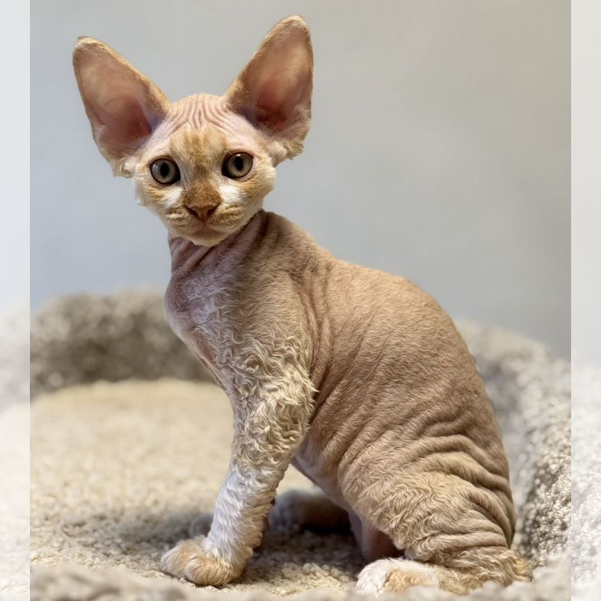 Девон-рекс котёнок