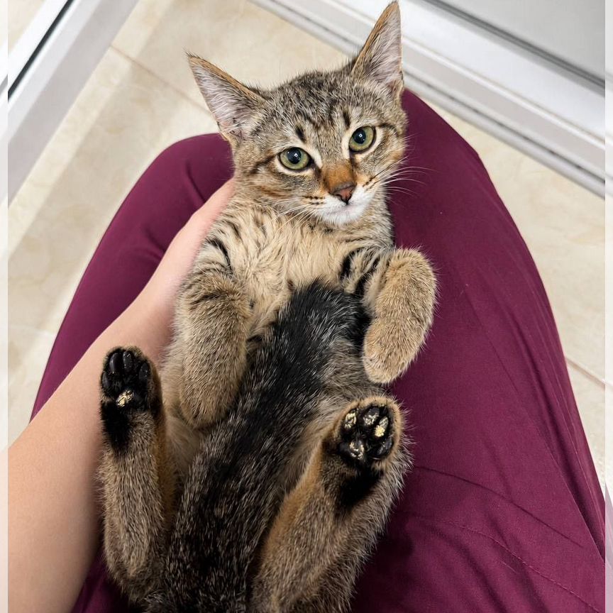 Котёнок в добрые руки