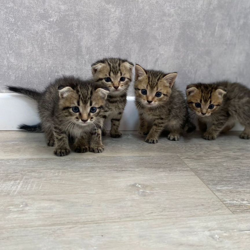 Шотландские котятки