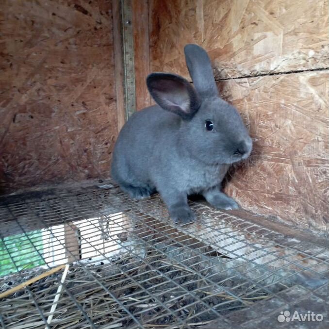 Кролики породы рекс