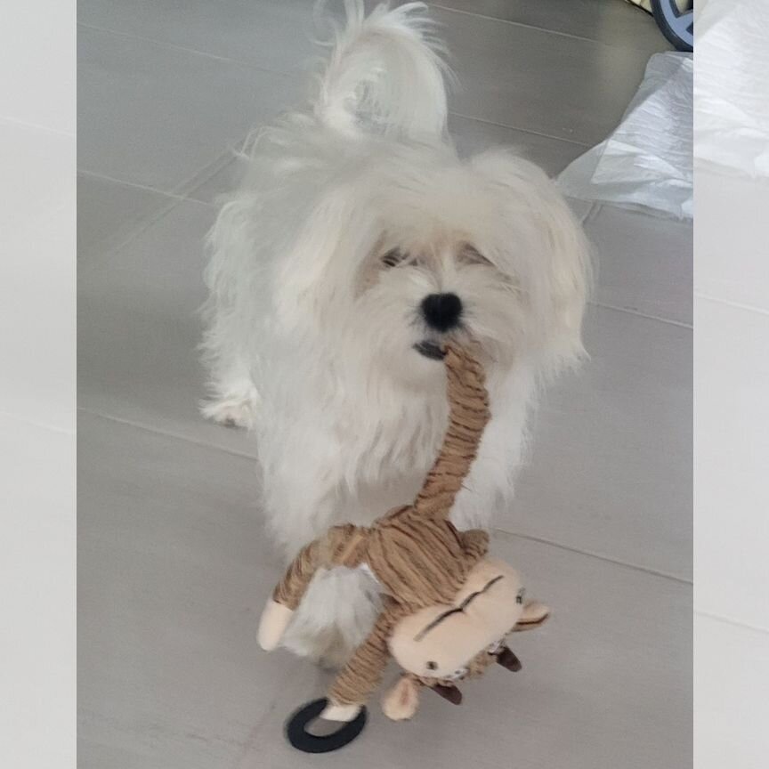 Активный мальтезе мини вязка