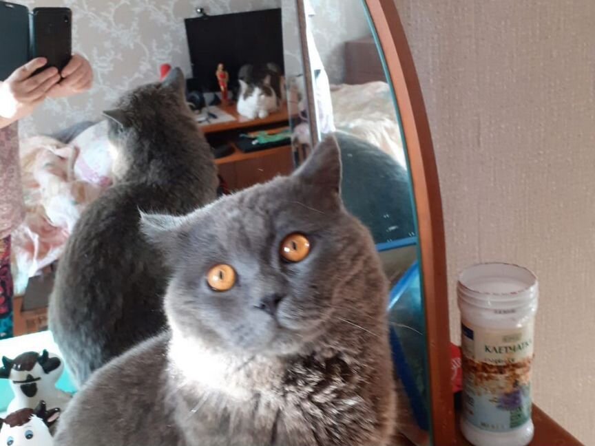 Кот-британец в добрые руки