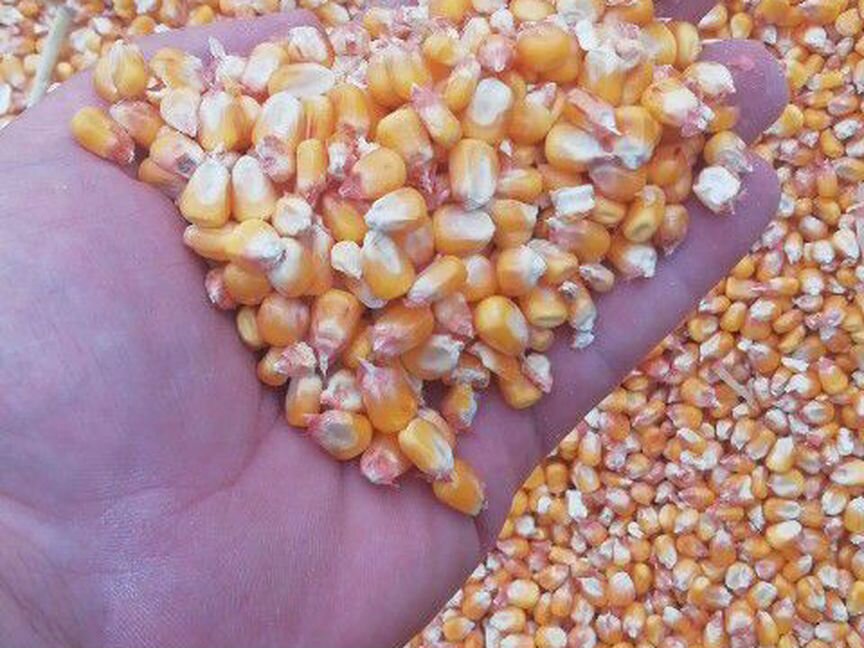 Фасованная Кукуруза целая Кукуруза колотая