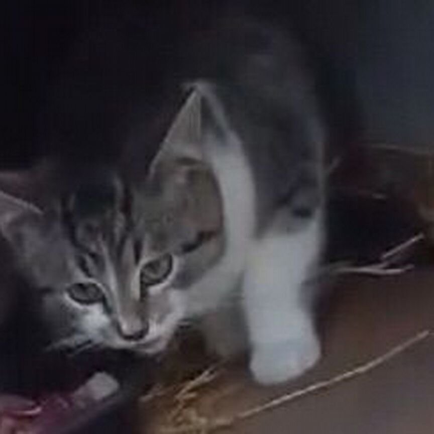 Котенок 3-3,5 месяца, спасен с улицы