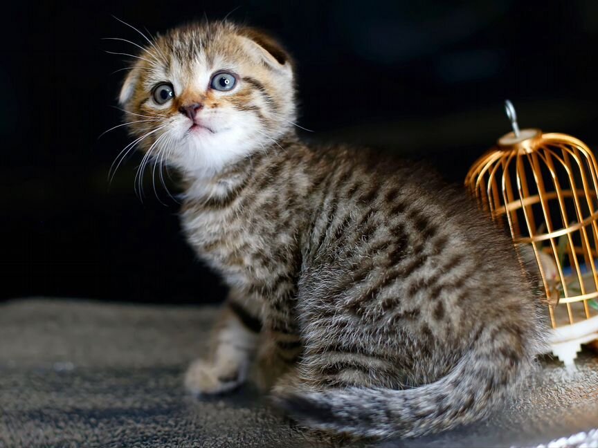 Котенок вислоухая девочка