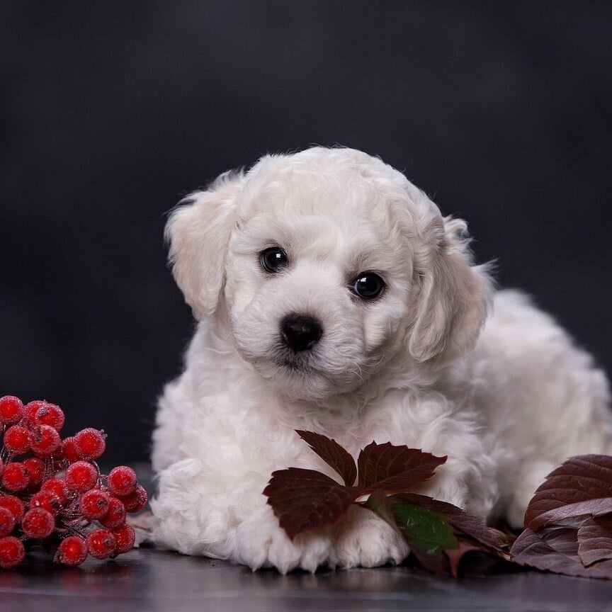 Продаются щенки бишон фризе