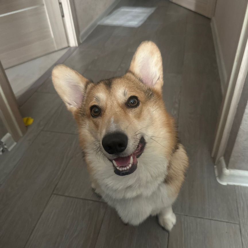 Кабель для случки