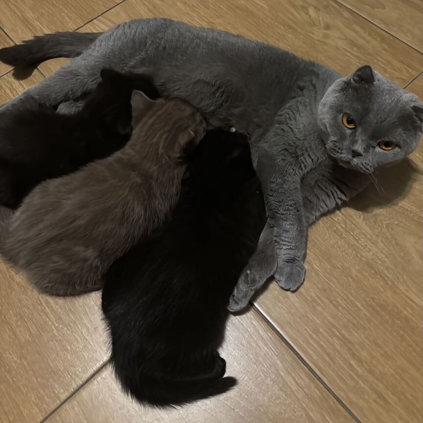 Шотландский вислоухий короткошёрстный котёнок