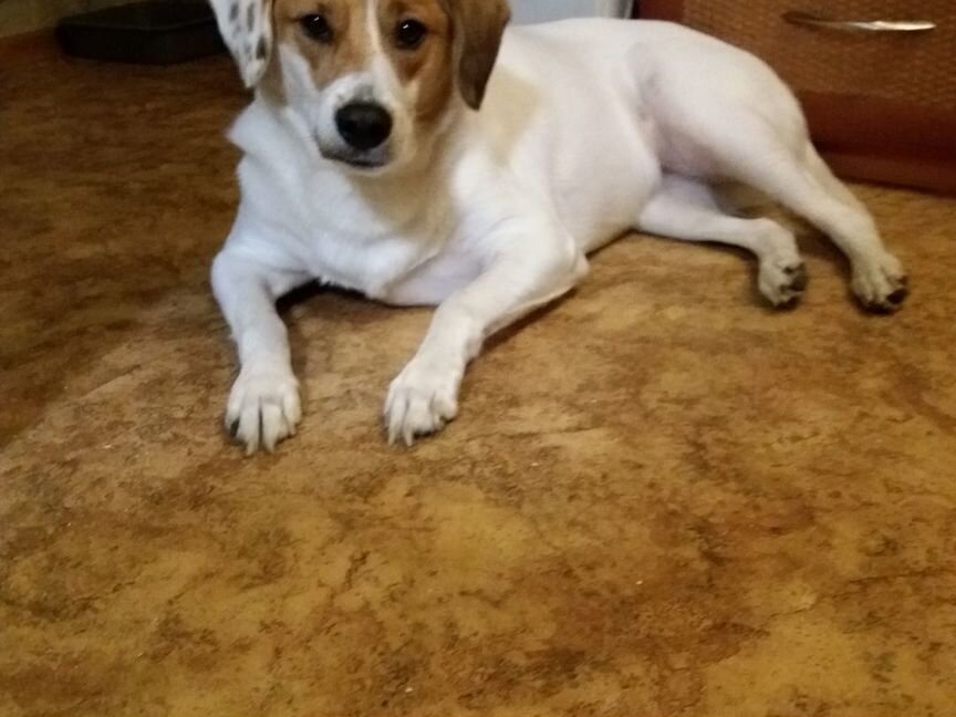 Отдам в добрые руки собаку