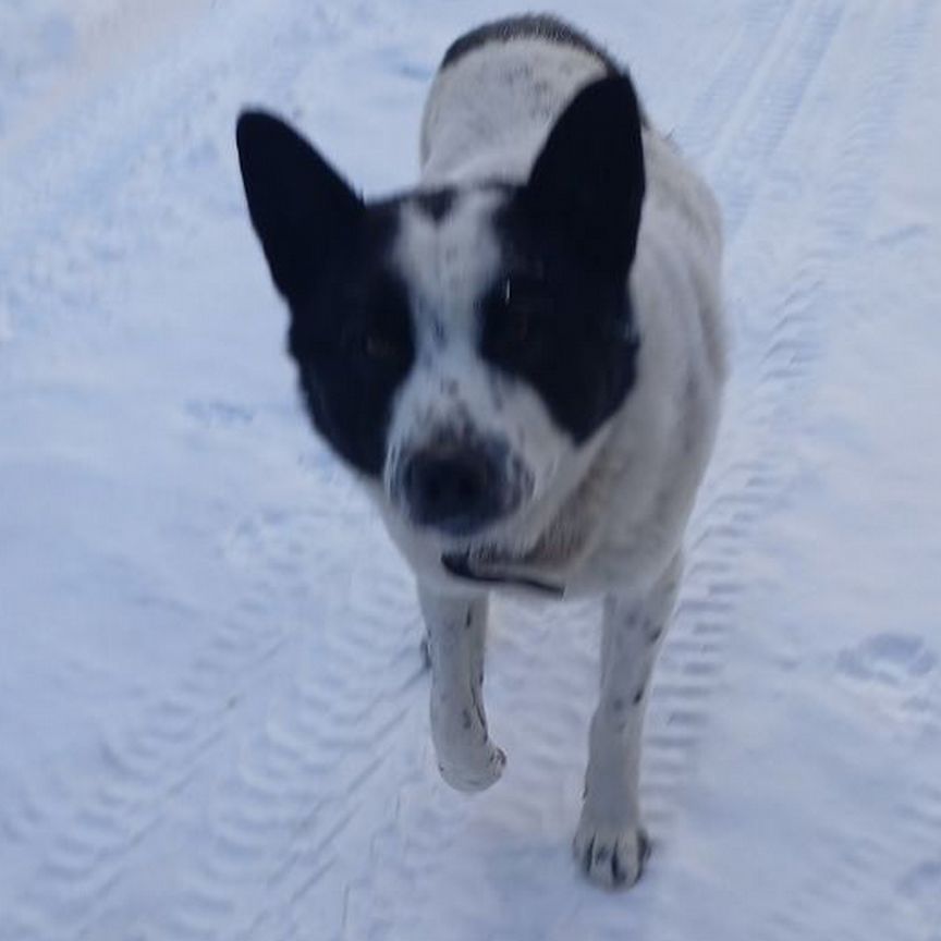 Взрослая собака в добрые руки