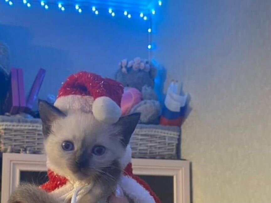Тайский котенок мальчик