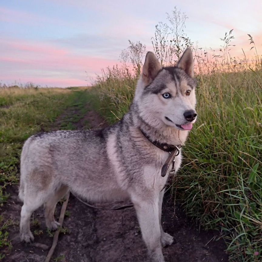 Сибирский хаски