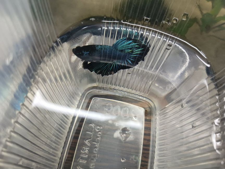 Аквариумные рыбки и растения