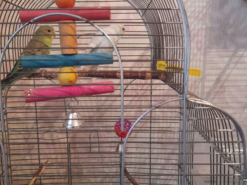 Волнистый попугай