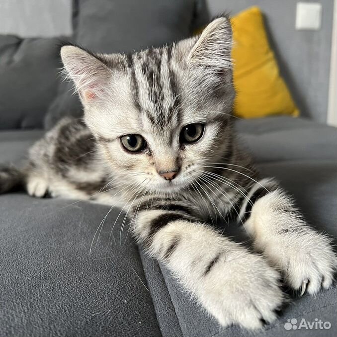 Шотландский кот, 2 мес