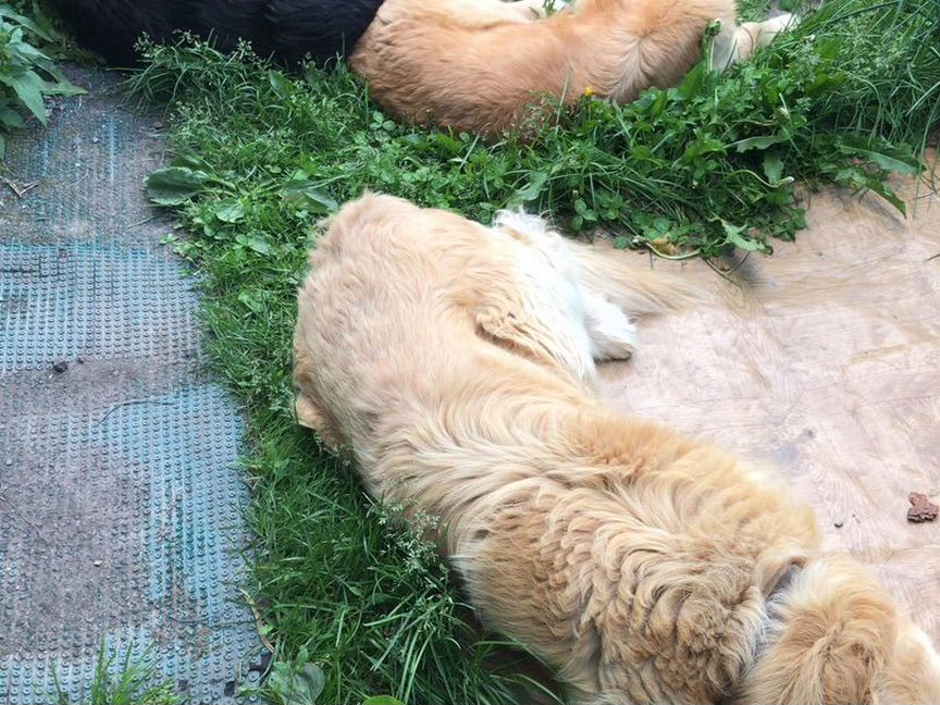 Голден Ретривер Взрослый