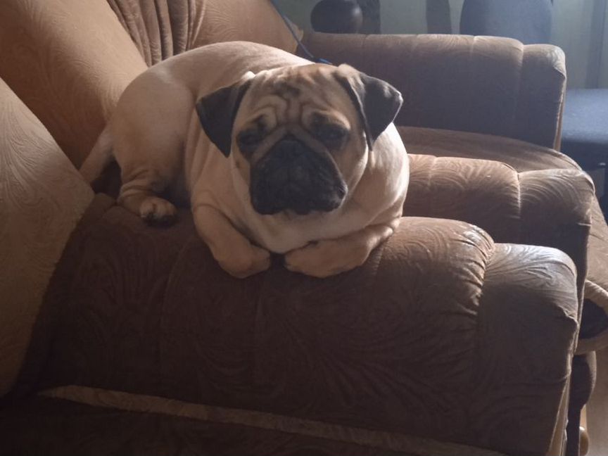 Мопсиха ищет кабеля