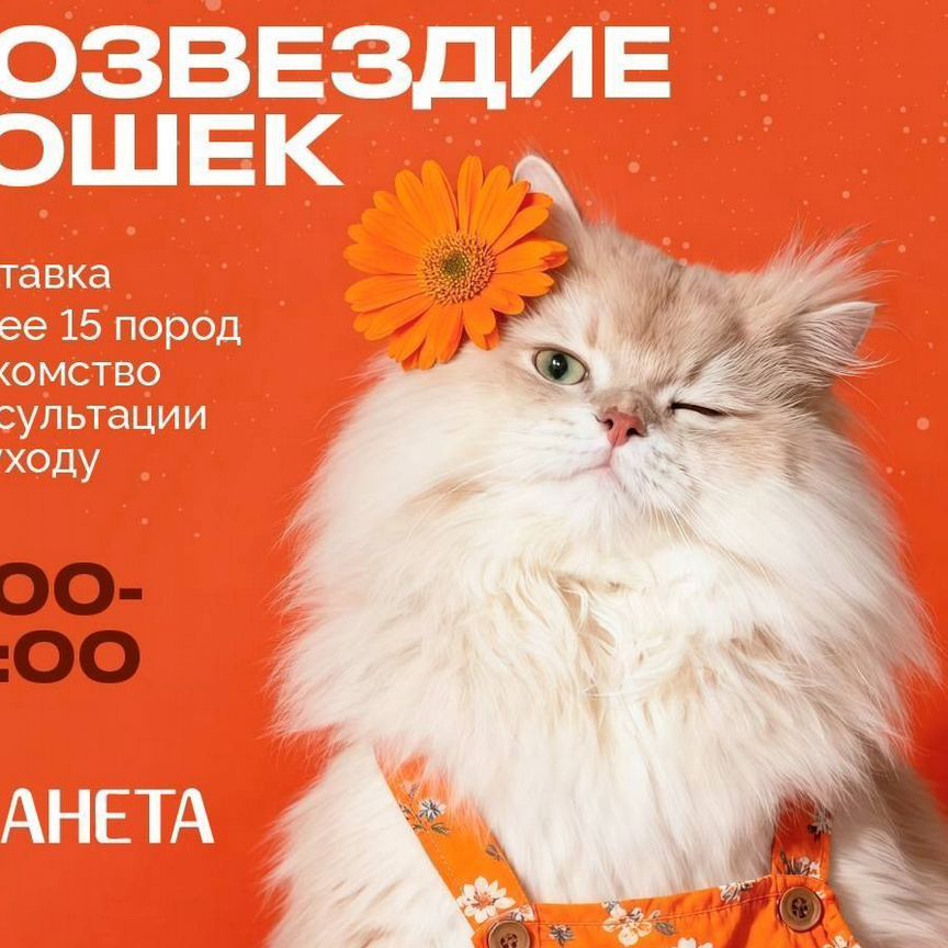 Шотландский вислоухий короткошёрстный котёнок