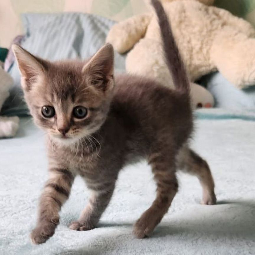 Котёнок в заботливые руки