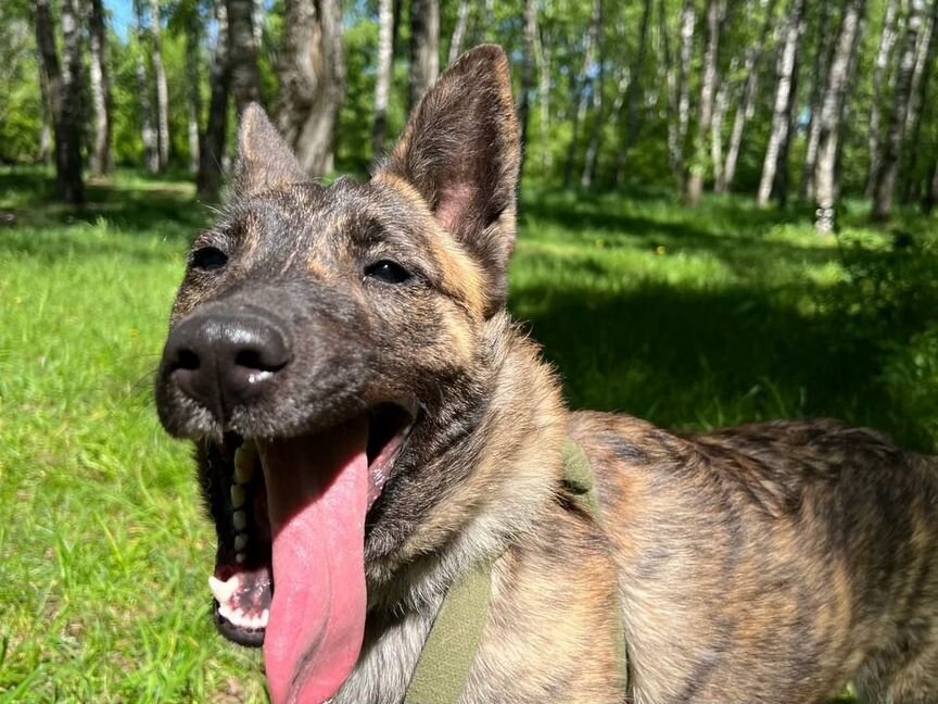 Озорная собака Халва в заботливые руки