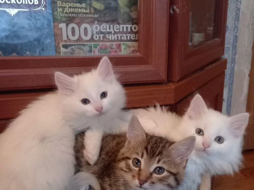 Котята (котики)