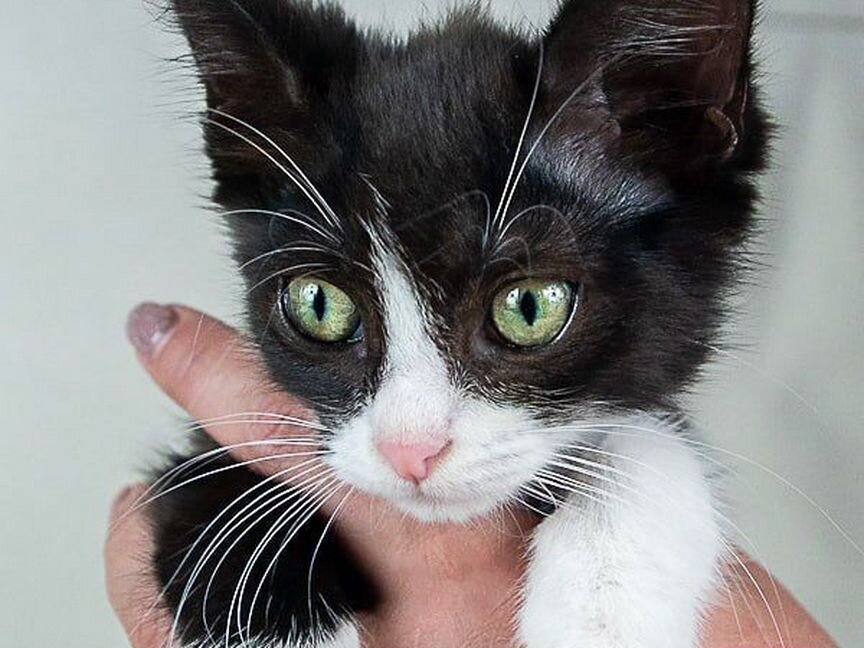 Маленькое счастье ищет дом