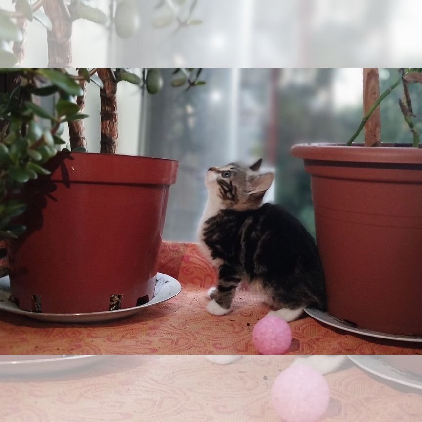 Котята в добрые руки