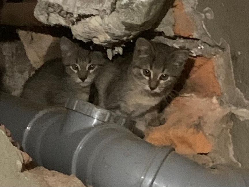 Котята ищут дом
