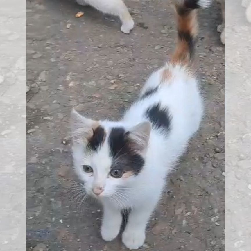 Котенок оставен у мусорки.Мама,семья,куратор