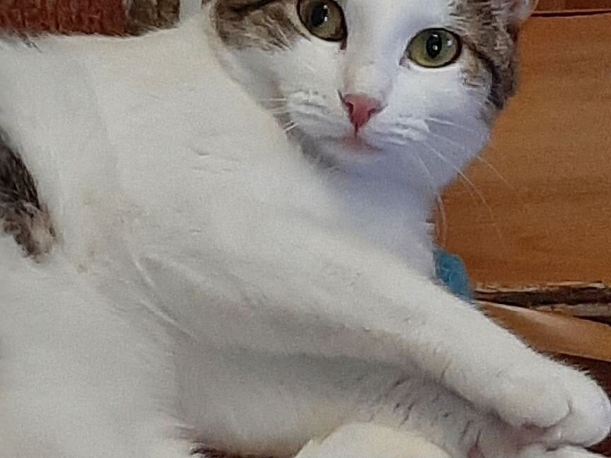 Молодая кошечка