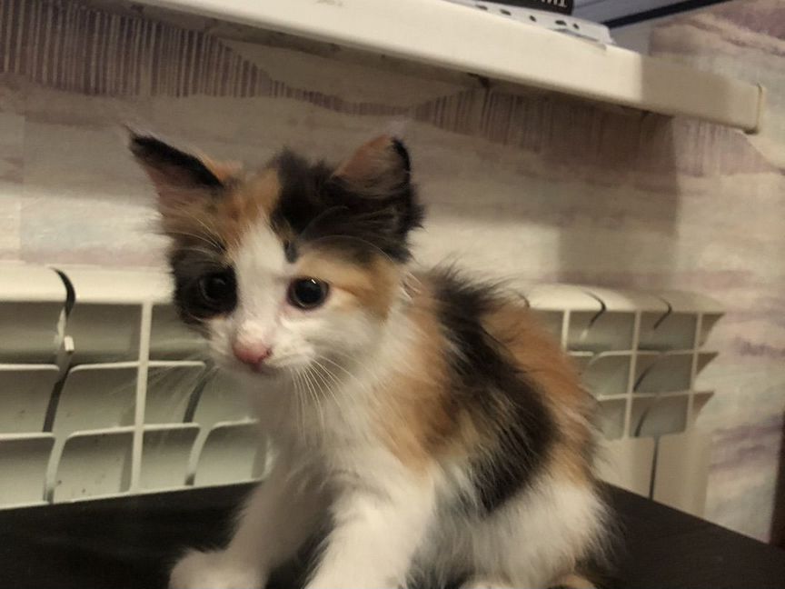 Котята 2 месяца