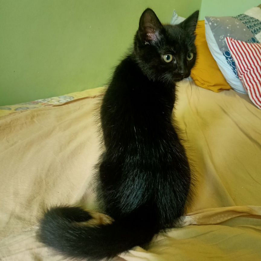 Богиня в хорошие руки