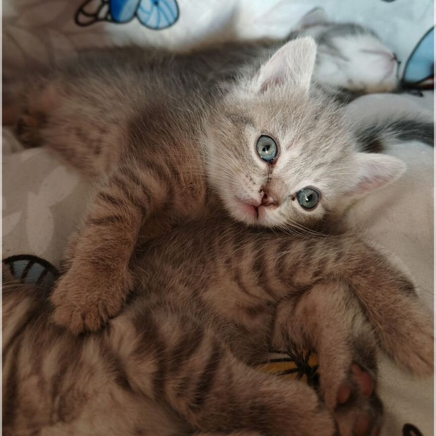 Шотландский прямоухий короткошёрстный котёнок