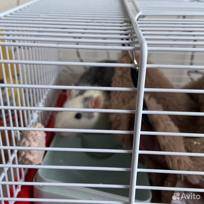 Крыса домашняя с клеткой