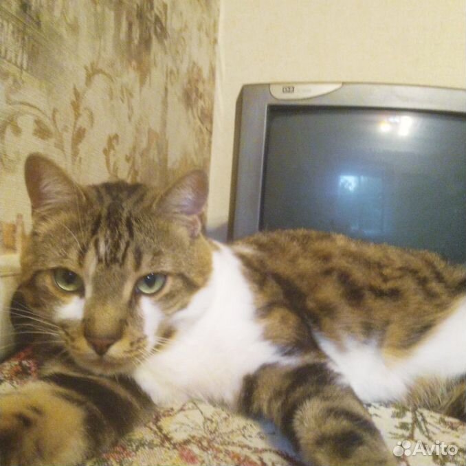 Шикарный котик-метис Буня,2 годика, в дар