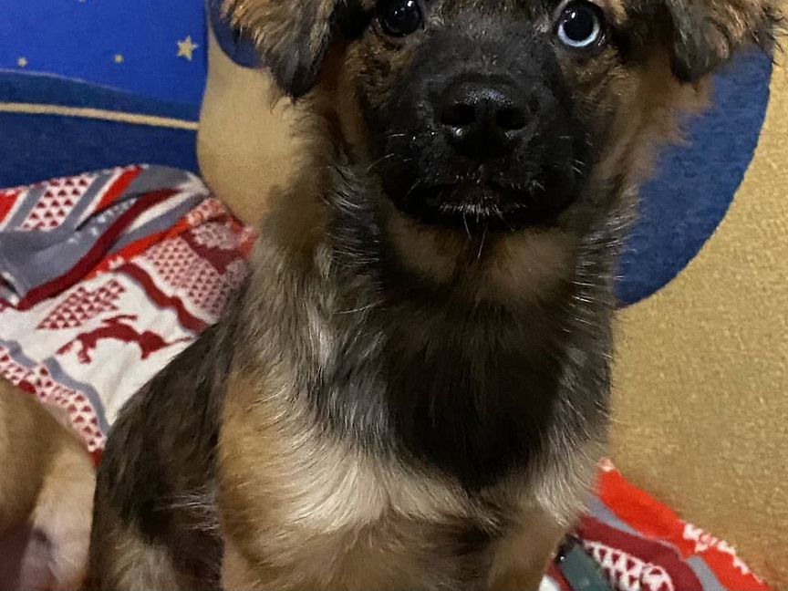 Щенок в добрые руки бесплатно