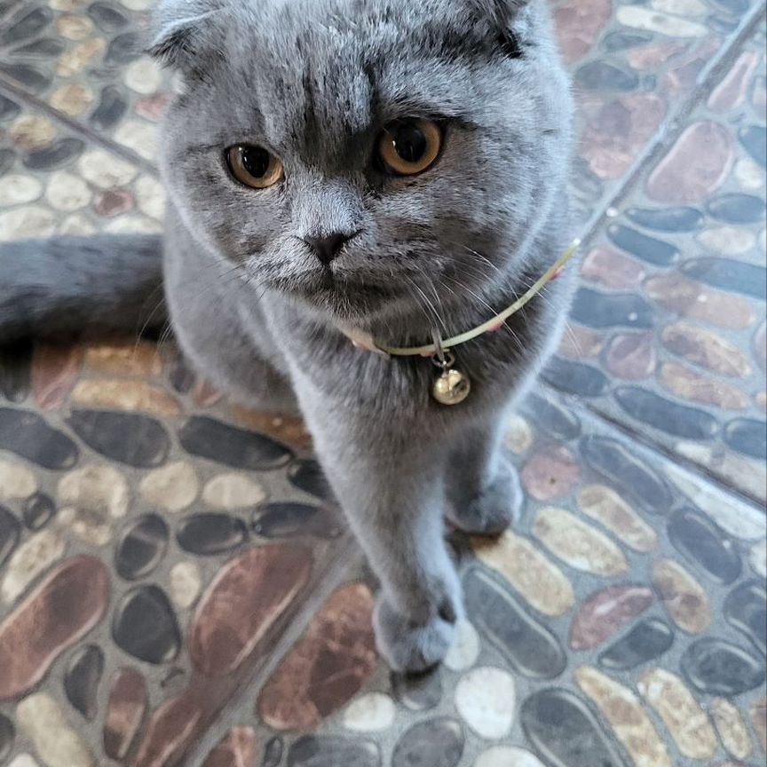 Шотландские вислоухие