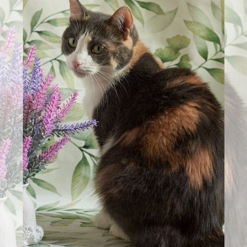 Кошка ищет дом