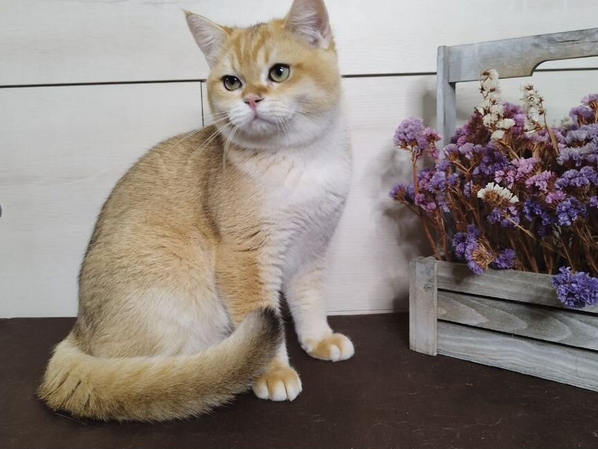 Британские котята