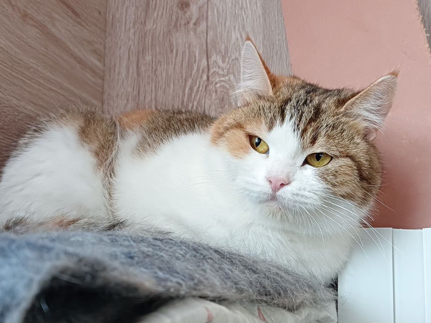 Кошке нужен дом