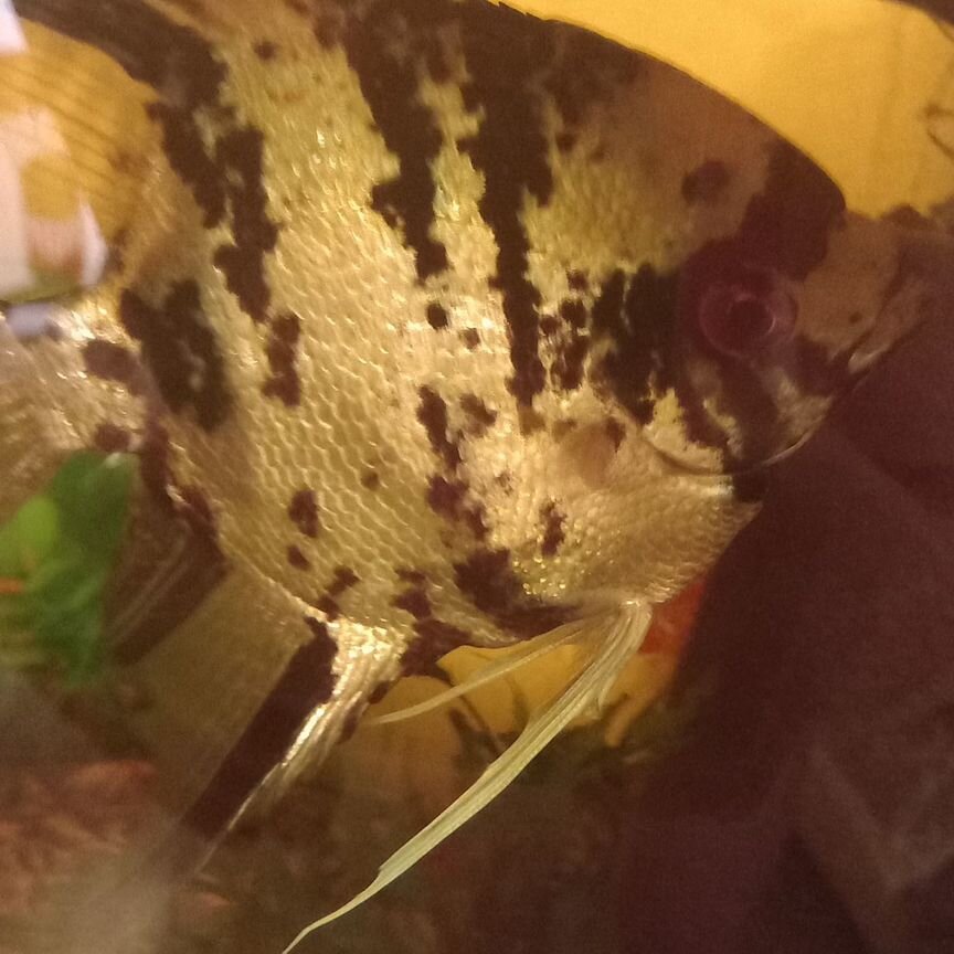 Продам Скалярию. Взрослый самец