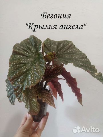 Комнатные растения купить в Казани | Товары для дома и дачи | Авито