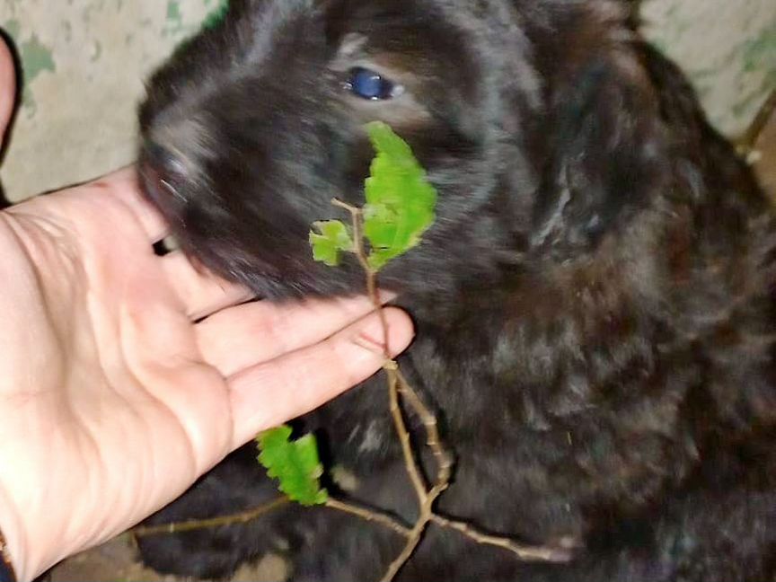 Щенкам необходим дом и помощь