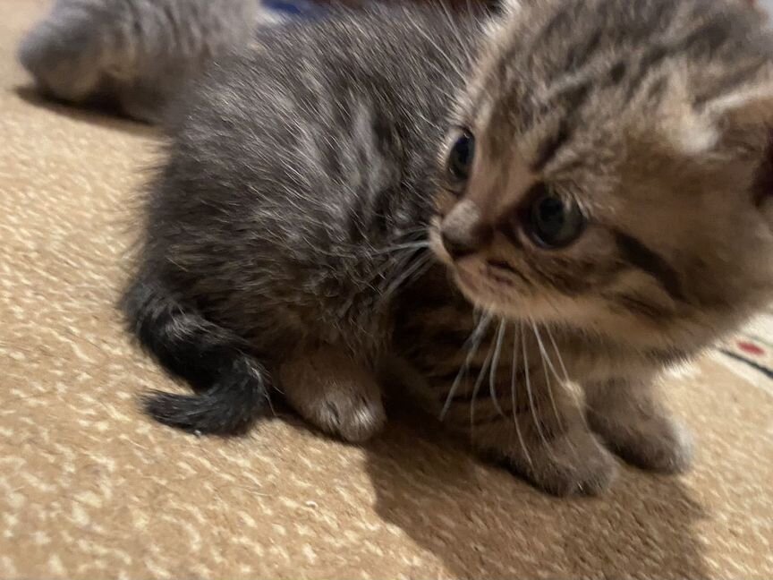 Британские котята