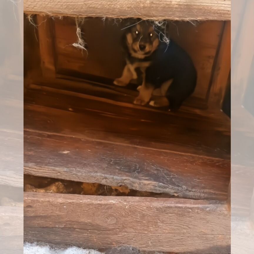 Щенок в добрые руки