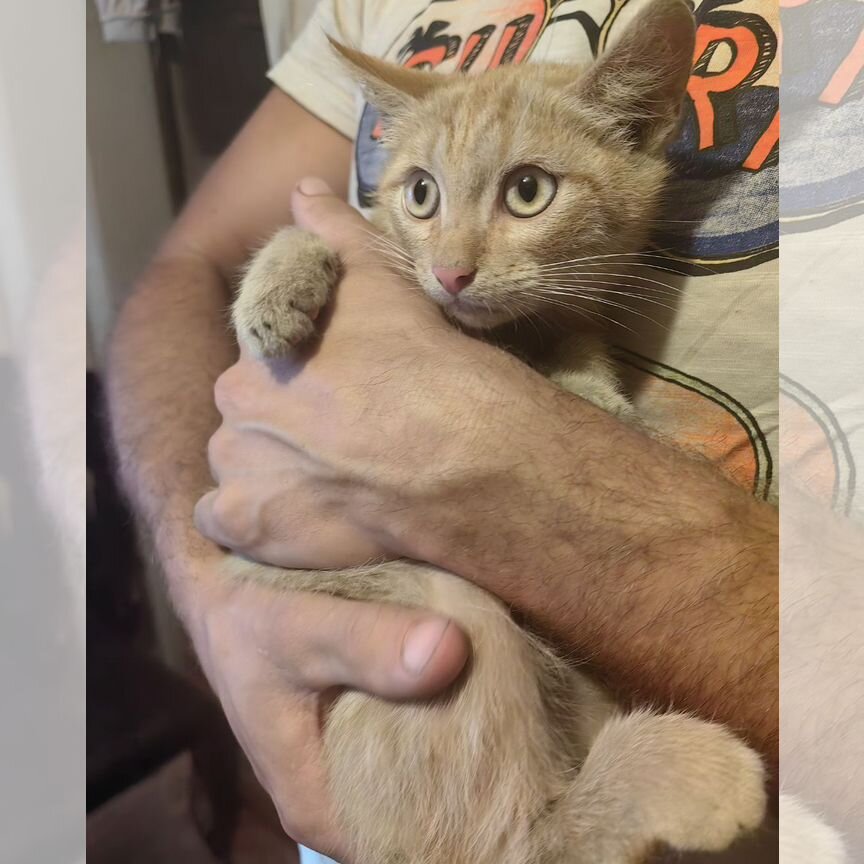 Рыжий котенок мальчик