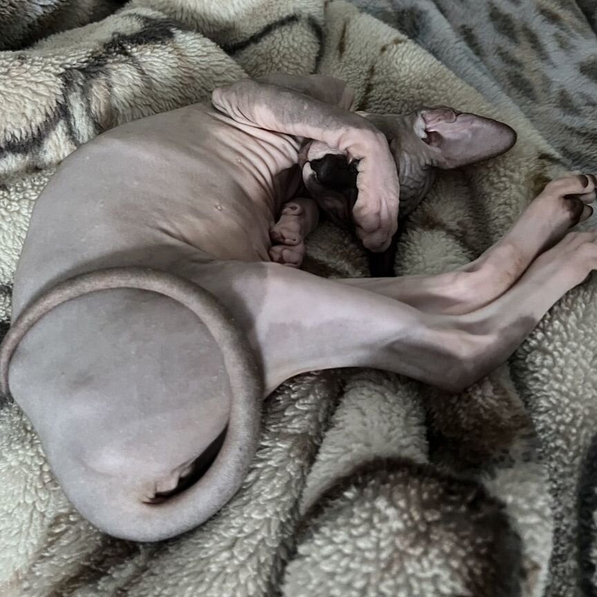 Канадский сфинкс, взрослая кошка